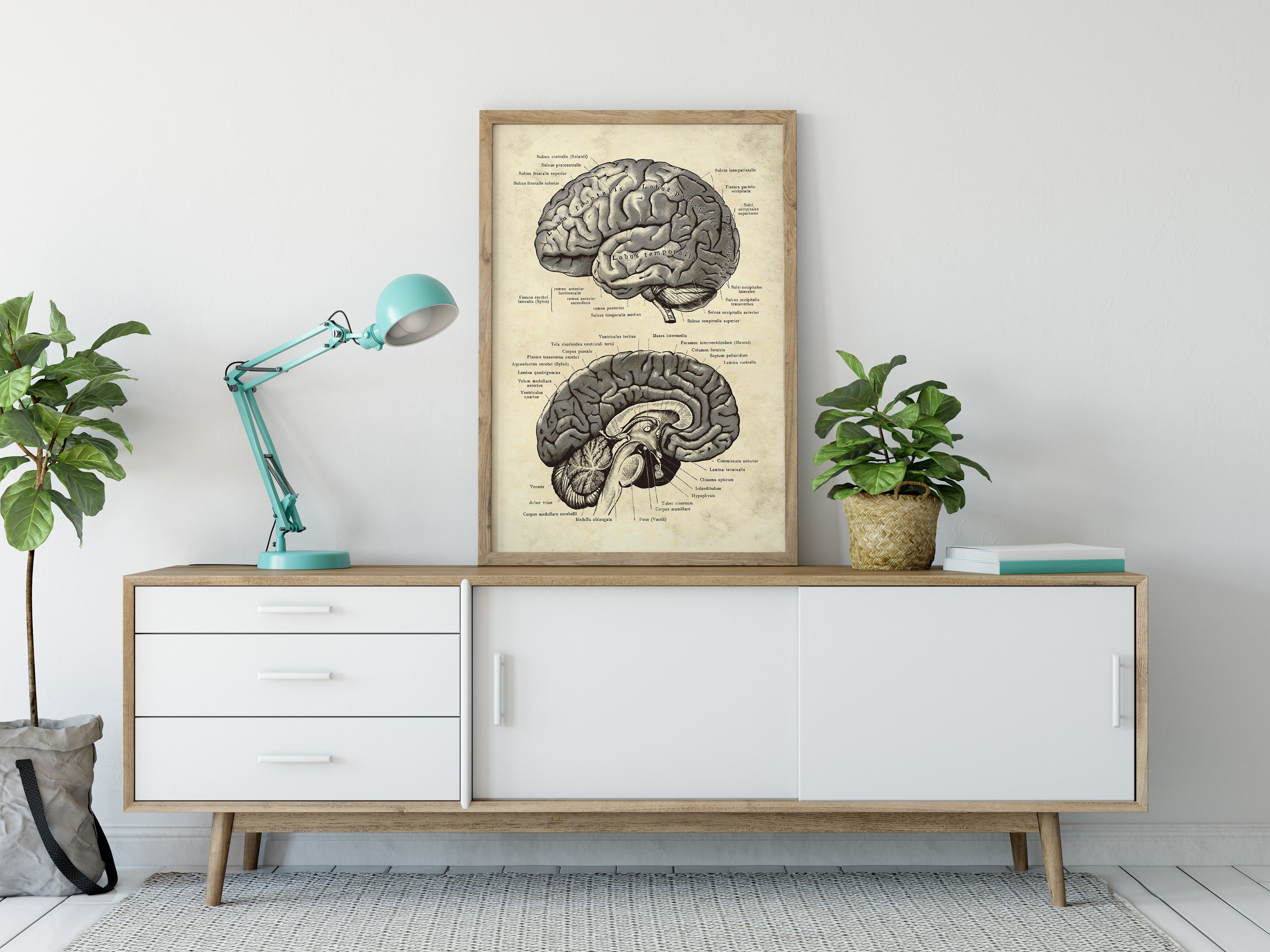 Set of 4 Human Brain Anatomy Printvintage Brain Anatomy Art ...