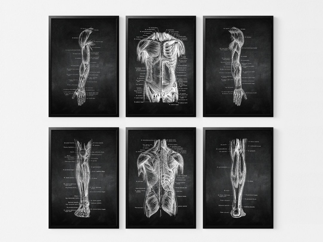 Set of 6 Human Body Anatomy Print,vintage Human Anatomy Art Poster ...