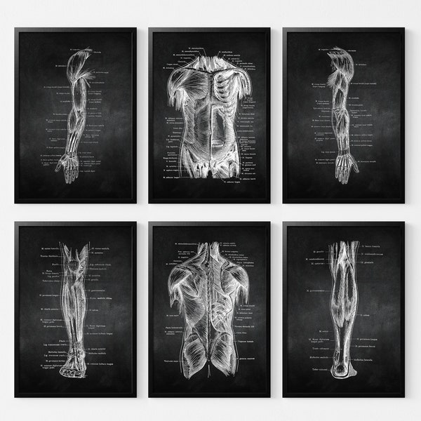 Human Anatomy Print - Etsy