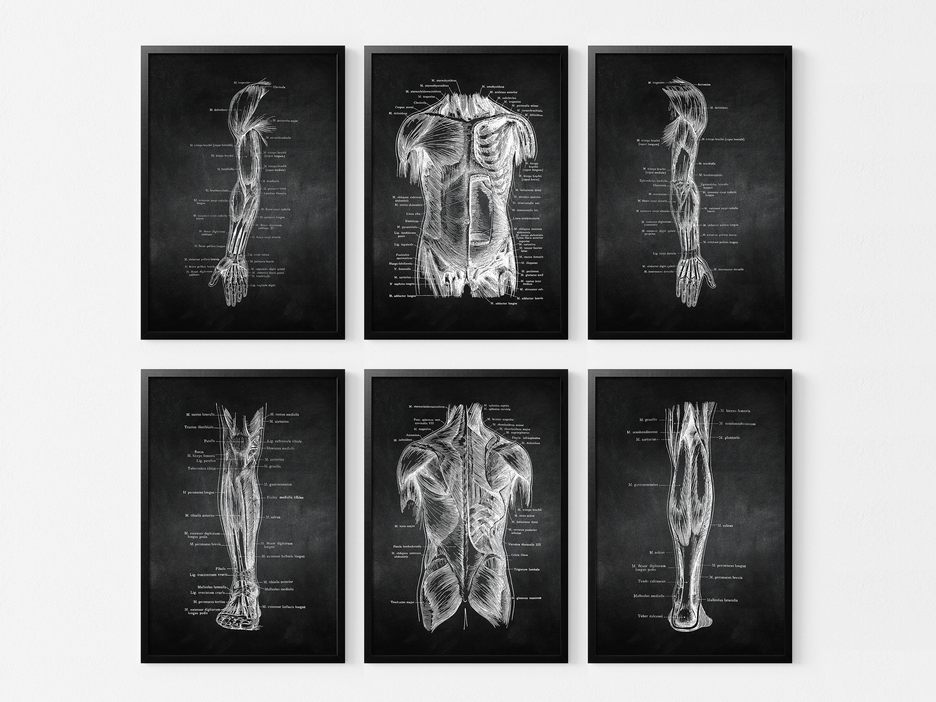 Set of 6 Human Body Anatomy Print,vintage Human Anatomy Art Poster ...