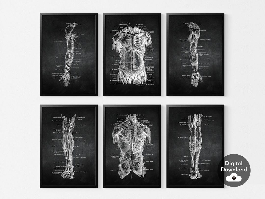 Set of 6 Human Body Anatomy Print,vintage Human Anatomy Art Poster ...