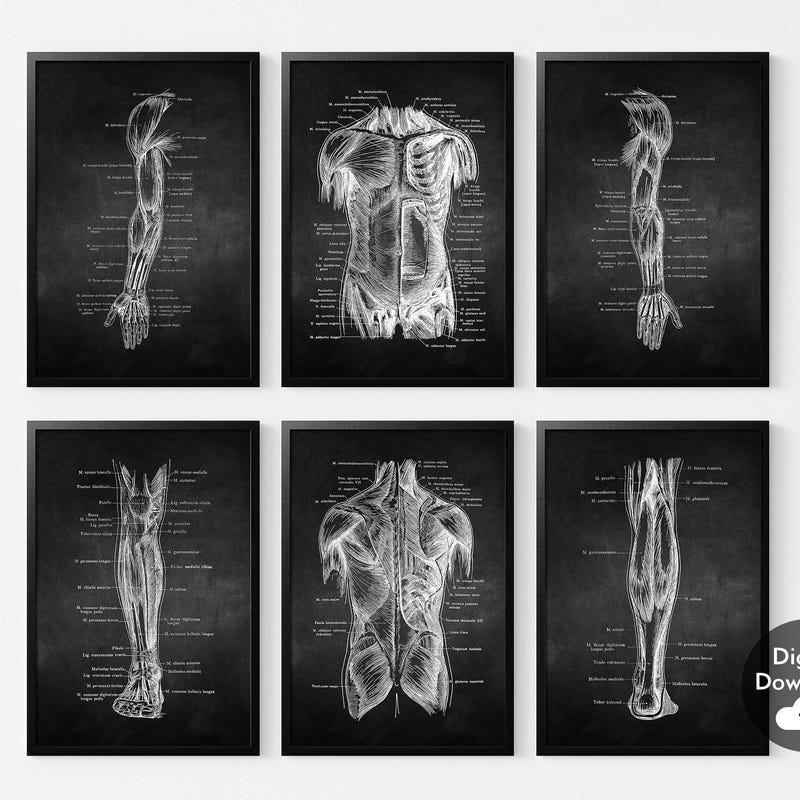 Human Muscle Pictures - Etsy