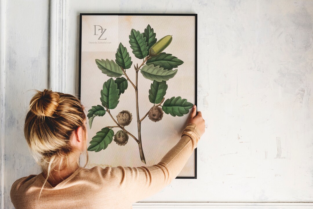 Aleppo Oak luercus Infectoria Medical Botany Flower - Etsy