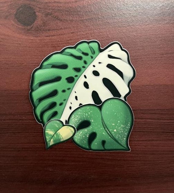 3 Monstera Stickers Monstera Aurea Thai Constellation Half - Etsy