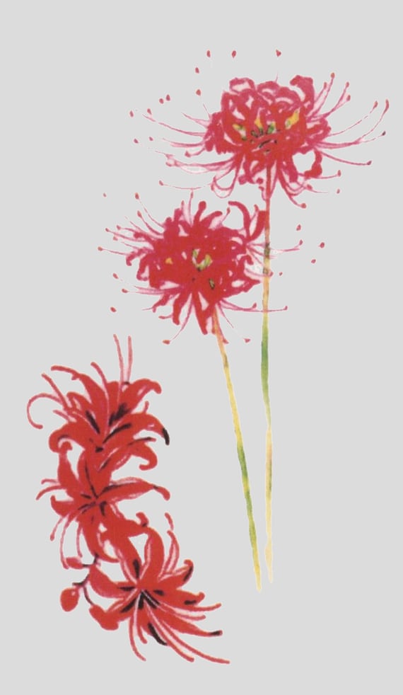 Japanese Flower Of Death Japanese Higanbana / Anime Death Flower