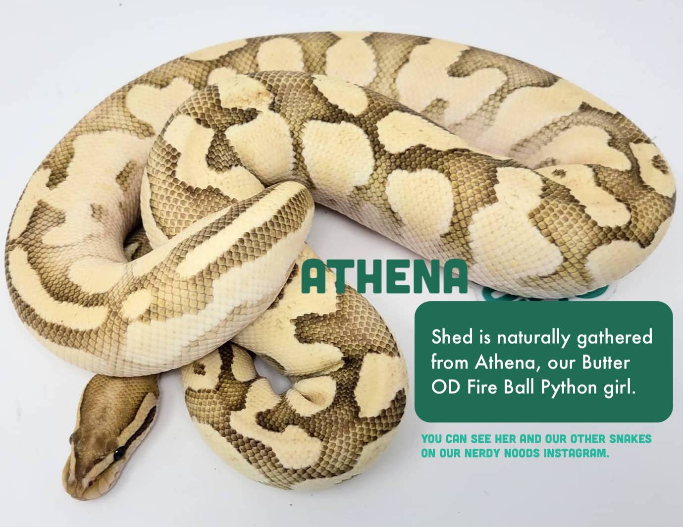 Ball Python Shed Variety Pendants Patternless - Etsy