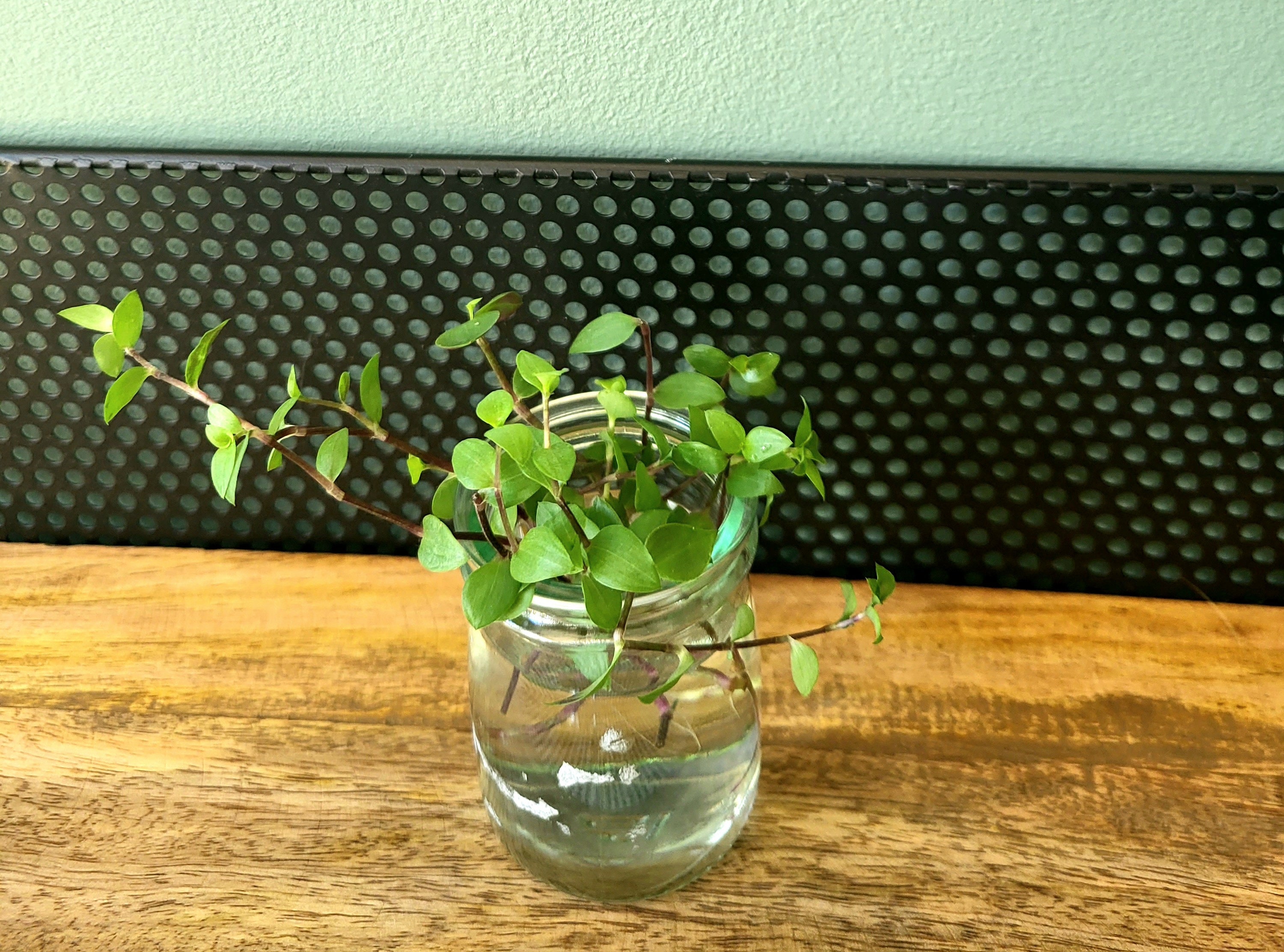 Turtle Vine Callisia Repens / Pink Lady - Etsy UK