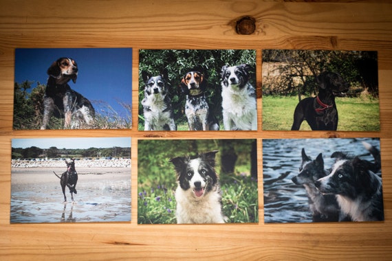 Dog Postcard Pack - Etsy