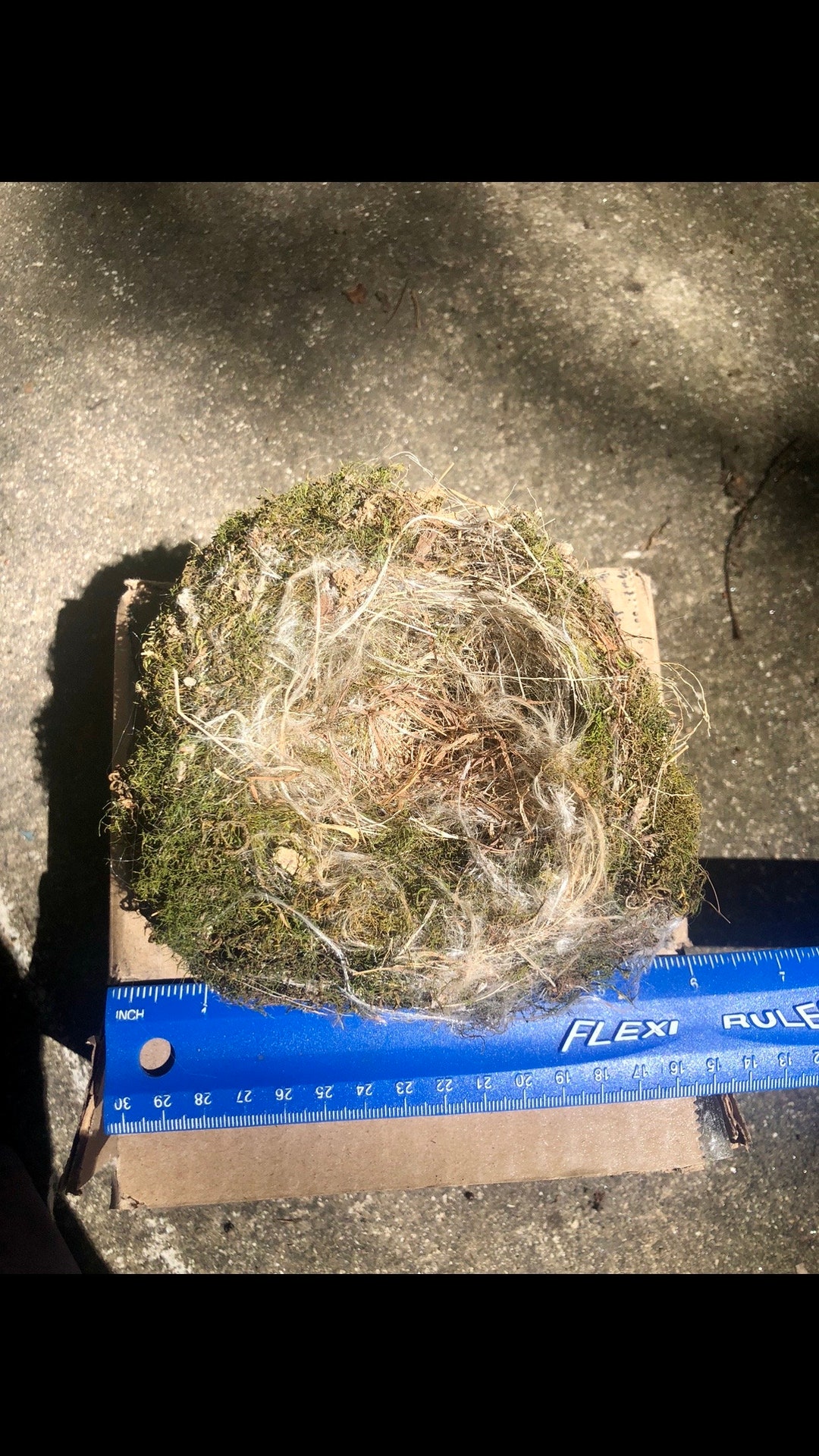 Real, Wild Bird Nest. A Storm Came and Blew It Down Before Their First ...