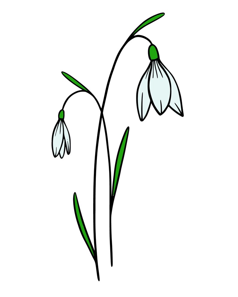 January Birth Flower Birth Month Flower PNG Snowdrop Birth - Etsy