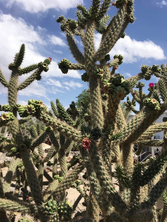 Cholla Cactus Skeleton