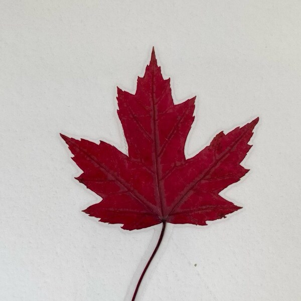 Laminated Maple Leaf - Etsy