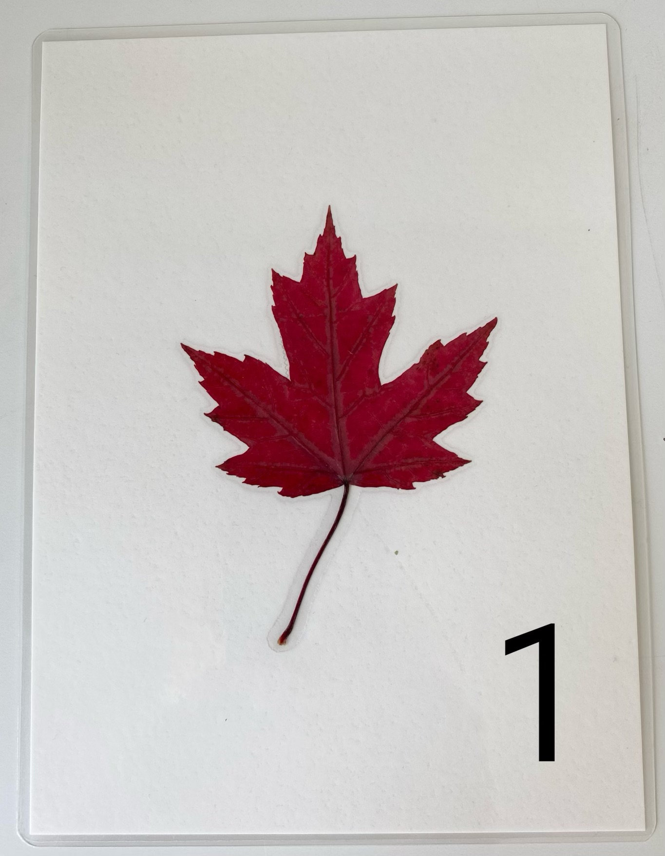 Canadian Maple Leaf Drawing