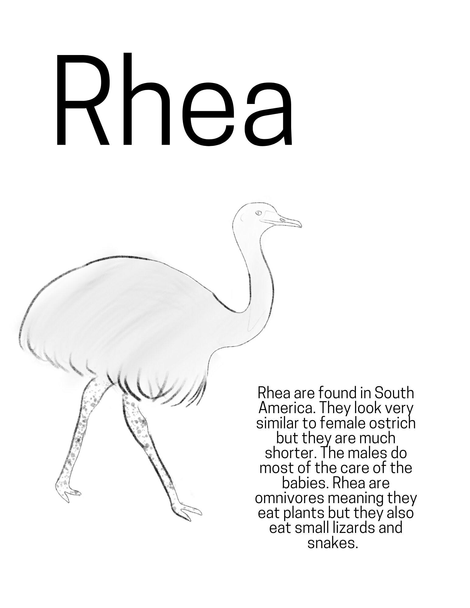 Ratite Coloring and Activity Sheets - Etsy