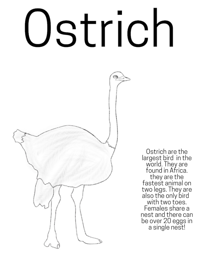 Ratite Coloring and Activity Sheets - Etsy