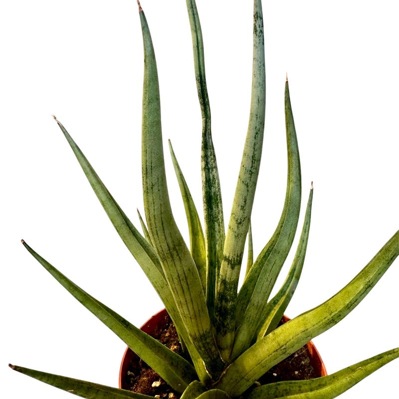 Jaboa Snake Plant - Etsy