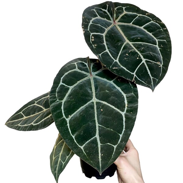 Anthurium Michelle X Doc Block - Etsy