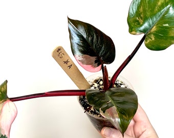 Pink Princess Pothos - Etsy