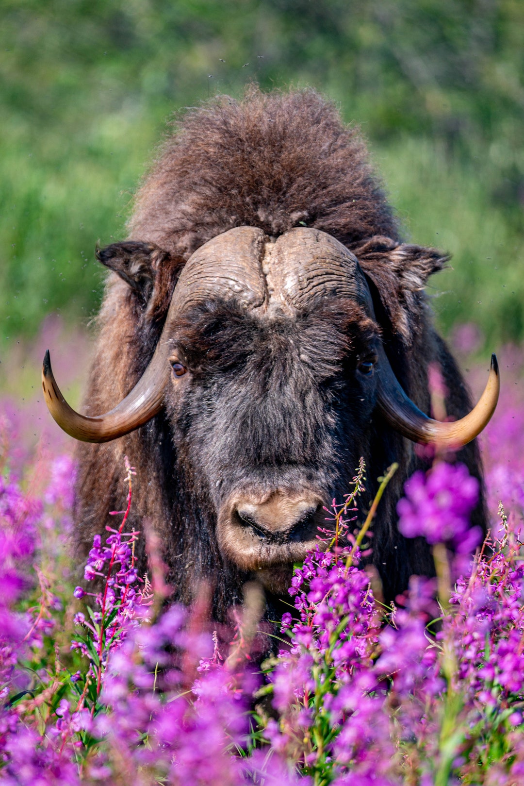 Brooks Range Musk Ox Photograph, Canvas Print 24x36, Alaska Landscape ...