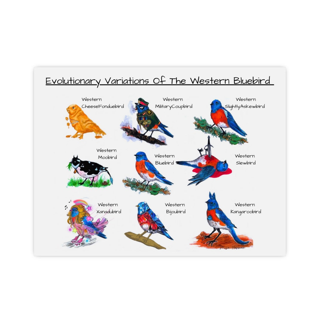 Evolutionary Variations of the Western Bluebird Poster - Etsy