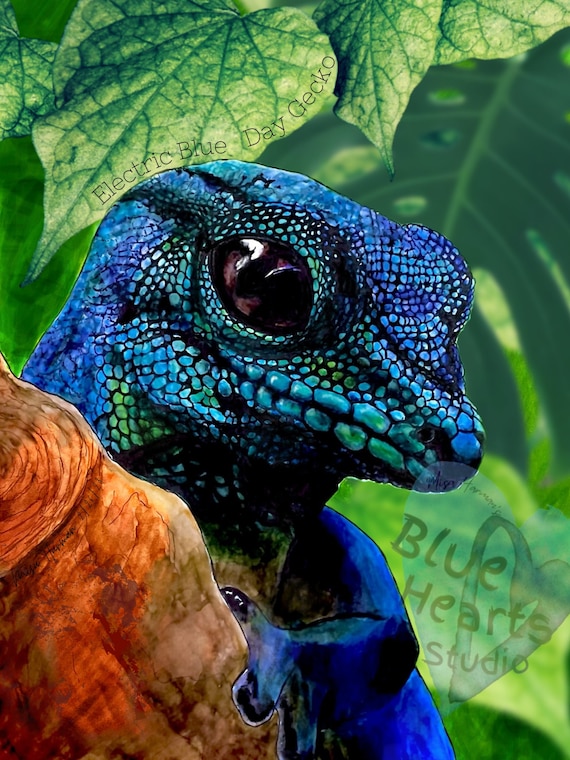 Electric Blue Day Gecko Female