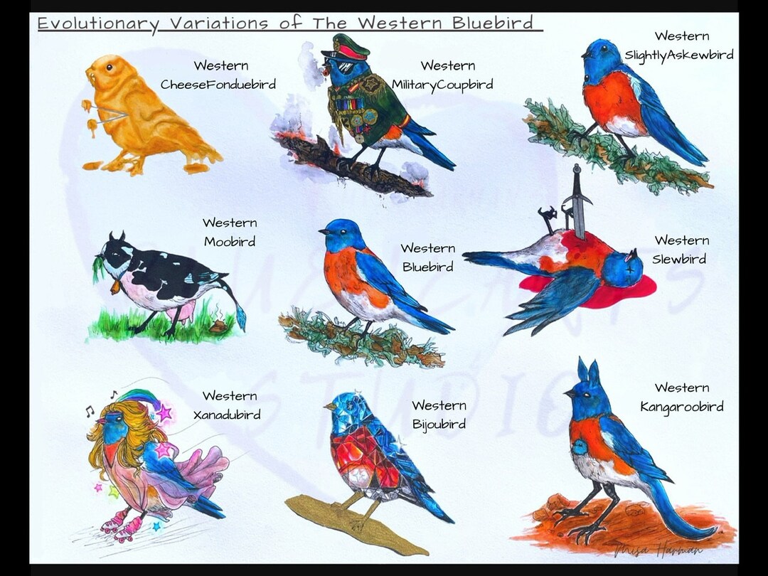 Evolutionary Variations of the Western Bluebird - Etsy