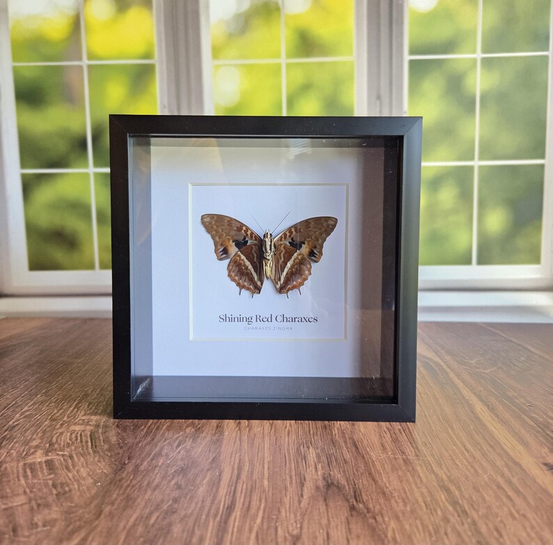 Shining Red Charaxes Butterfly - Etsy
