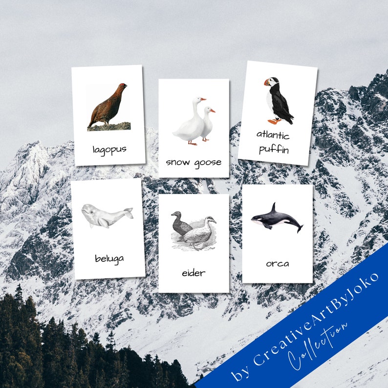 Arctic Animals 20 Printable Animal Flash Cards Kids Arctic - Etsy