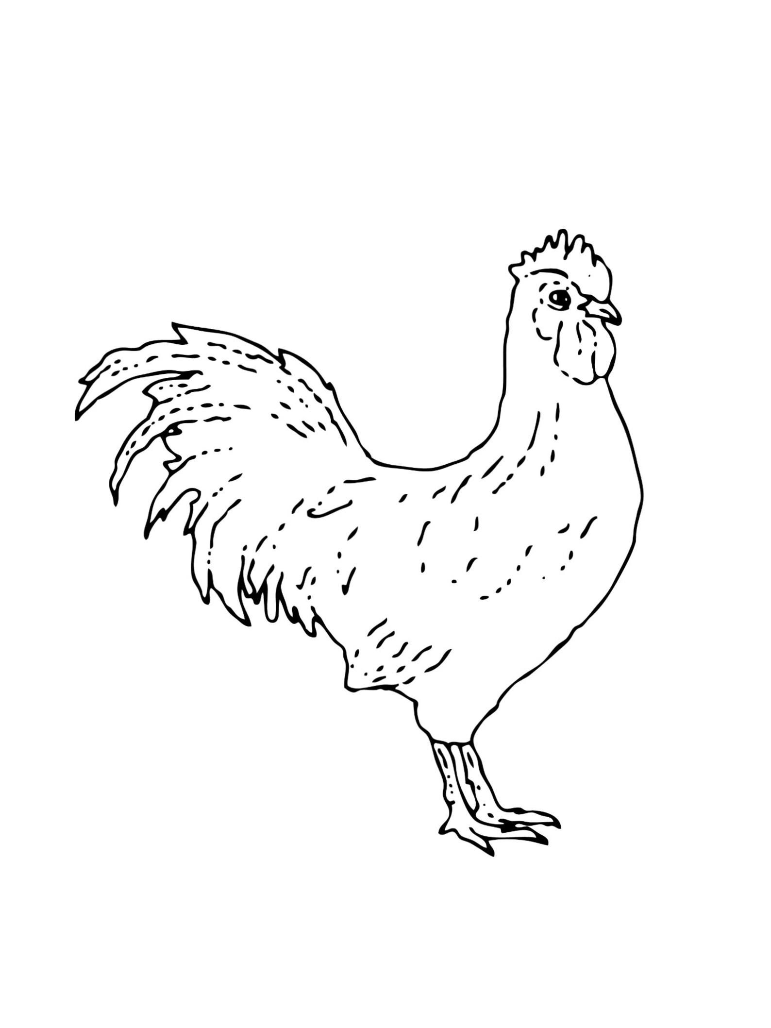 Chicken Colouring Sheet Printable Digital Download Farm - Etsy