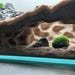 NEW! Aquarium/terrarium Rock Den - Etsy