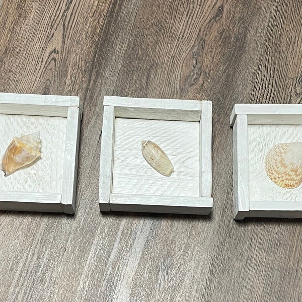 Seashell Shadow Box - Etsy