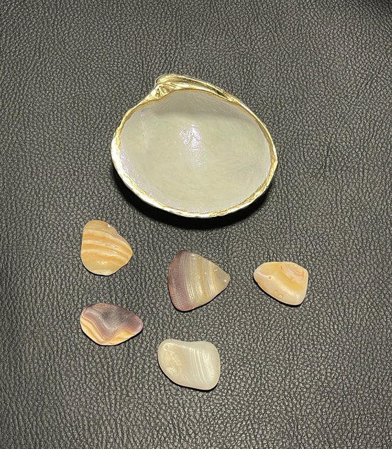 Seashell Desk Set Fidget Worry Pocket Shells Smooth Natural - Etsy