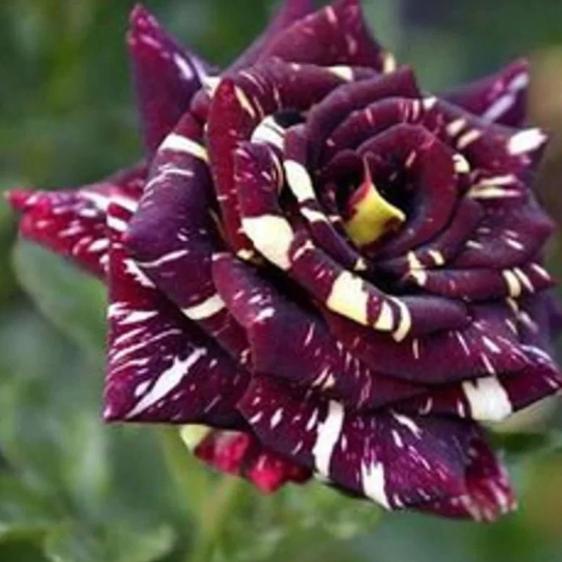 Black Dragon Rose Plant