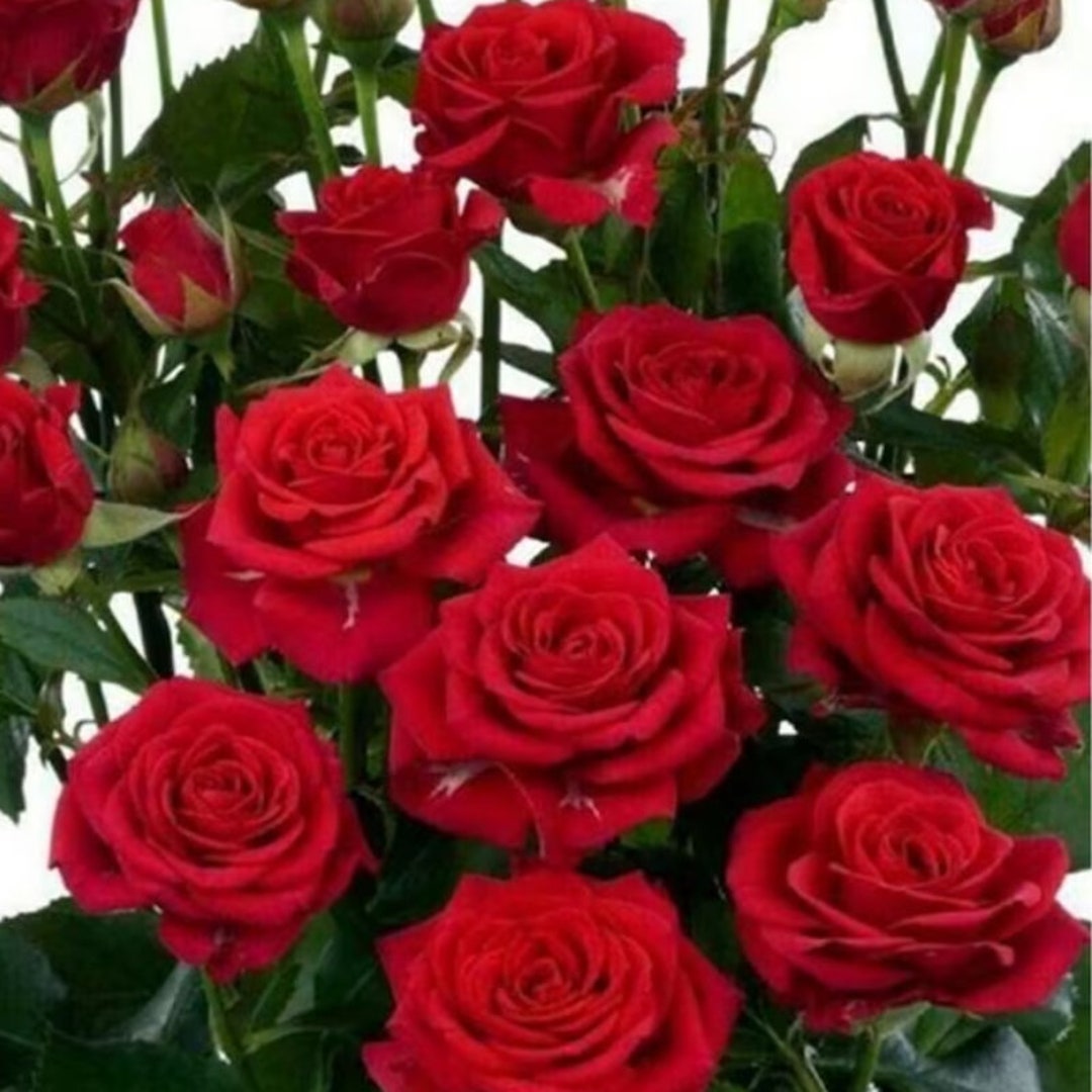 10 Fresh Red Rose Seeds Perennial Flower Blooms - Etsy Canada