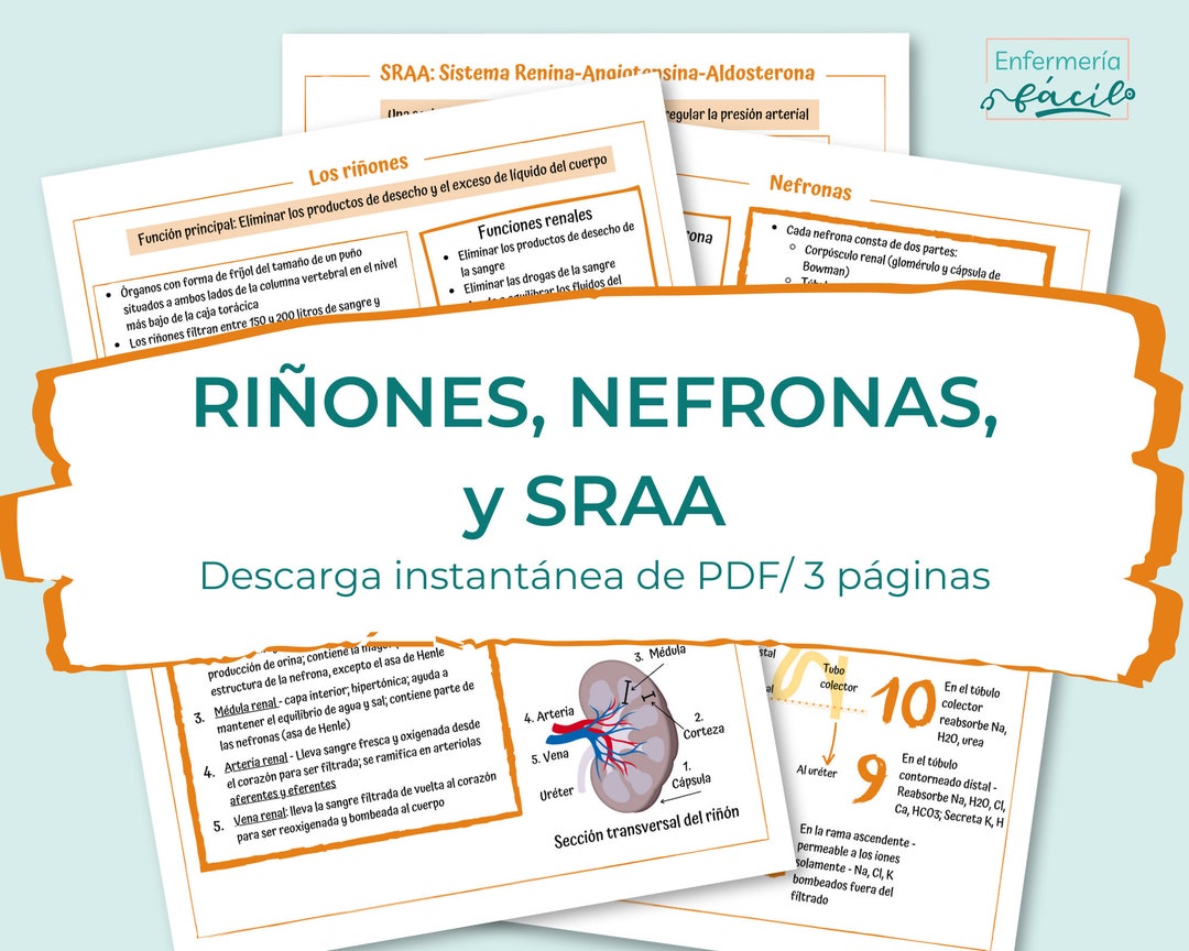Kidneys, Nephrons, and RAAS Study Guide Renin-angiotensin-aldosterone ...