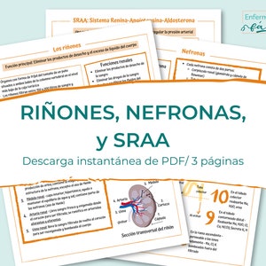 Kidneys, Nephrons, and RAAS Study Guide Renin-angiotensin-aldosterone ...