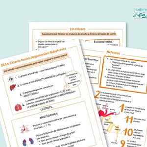 Kidneys, Nephrons, and RAAS Study Guide Renin-angiotensin-aldosterone ...