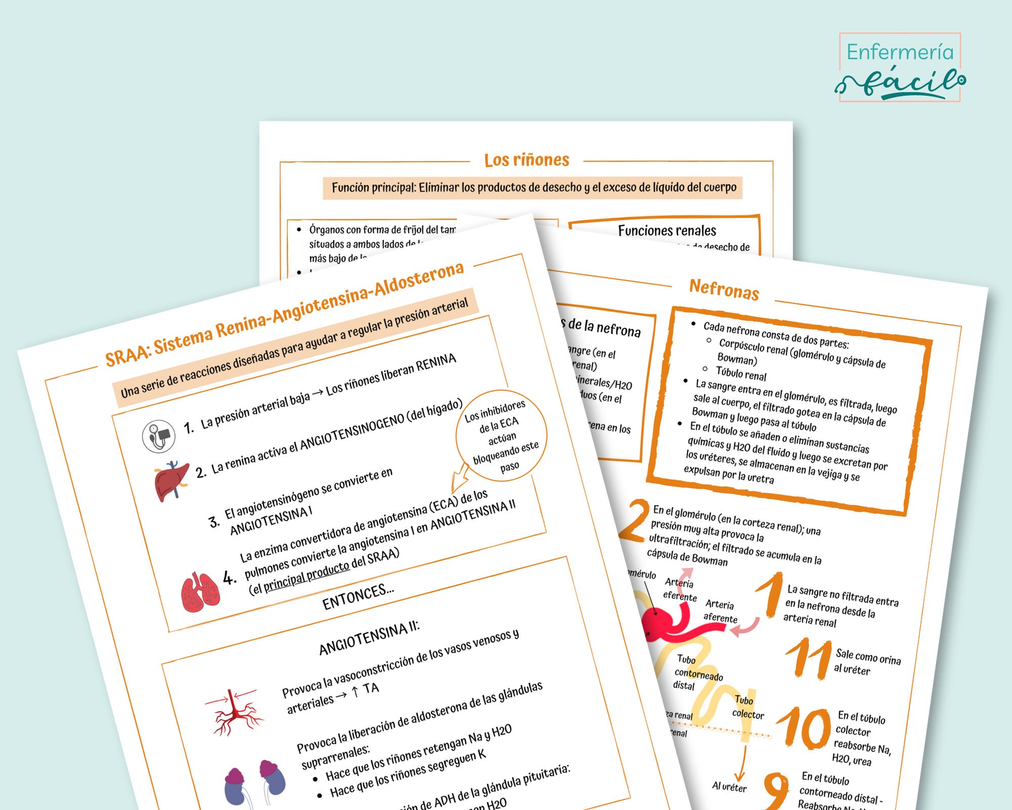Kidneys, Nephrons, and RAAS Study Guide Renin-angiotensin-aldosterone ...