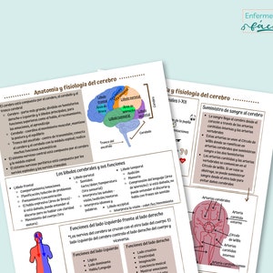 Brain Anatomy and Physiology Study Guide Nursing Study Guides Digital ...