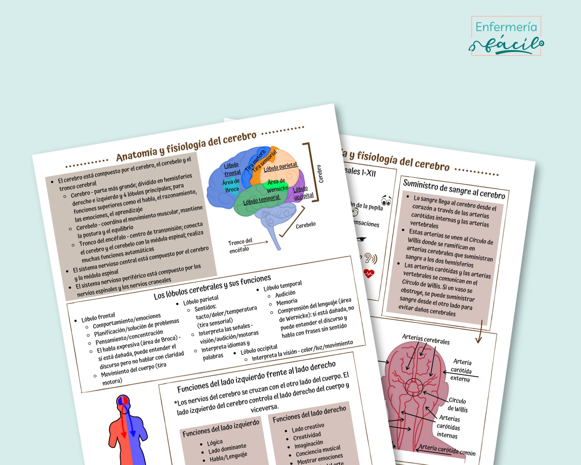 Brain Anatomy and Physiology Study Guide Nursing Study Guides Digital ...