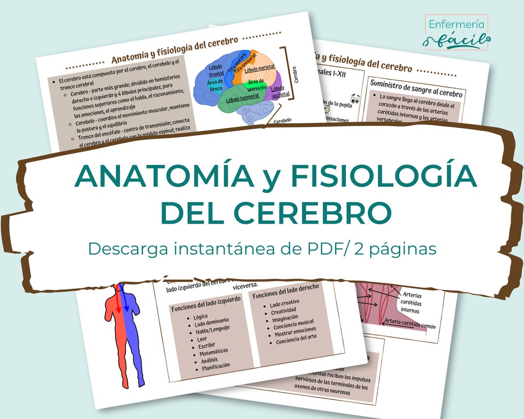 Brain Anatomy and Physiology Study Guide Nursing Study Guides Digital ...