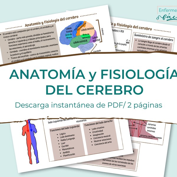 Brain Anatomy Notes - Etsy