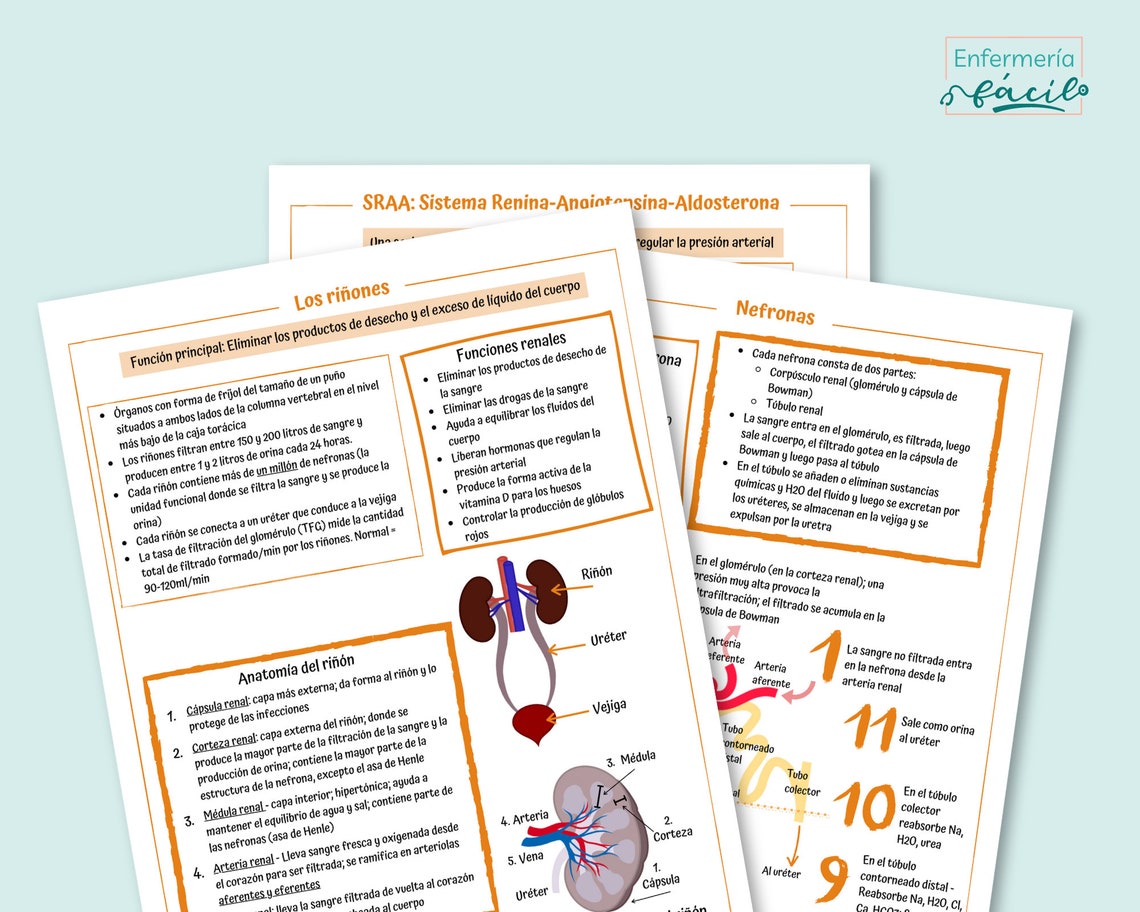 Kidneys, Nephrons, and RAAS Study Guide Renin-angiotensin-aldosterone ...