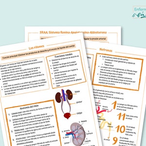 Kidneys, Nephrons, and RAAS Study Guide Renin-angiotensin-aldosterone ...