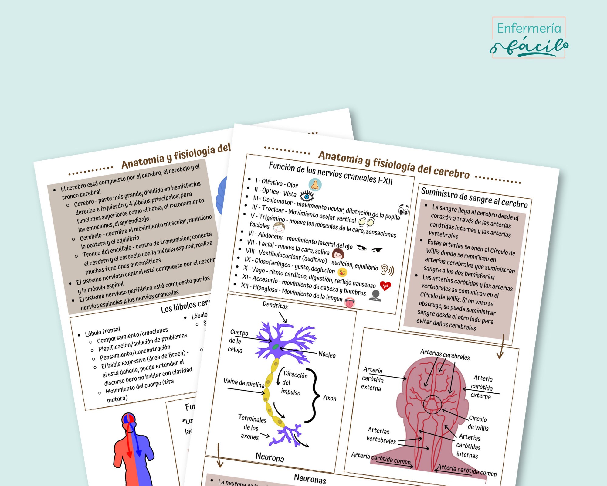 Brain Anatomy and Physiology Study Guide Nursing Study Guides Digital ...