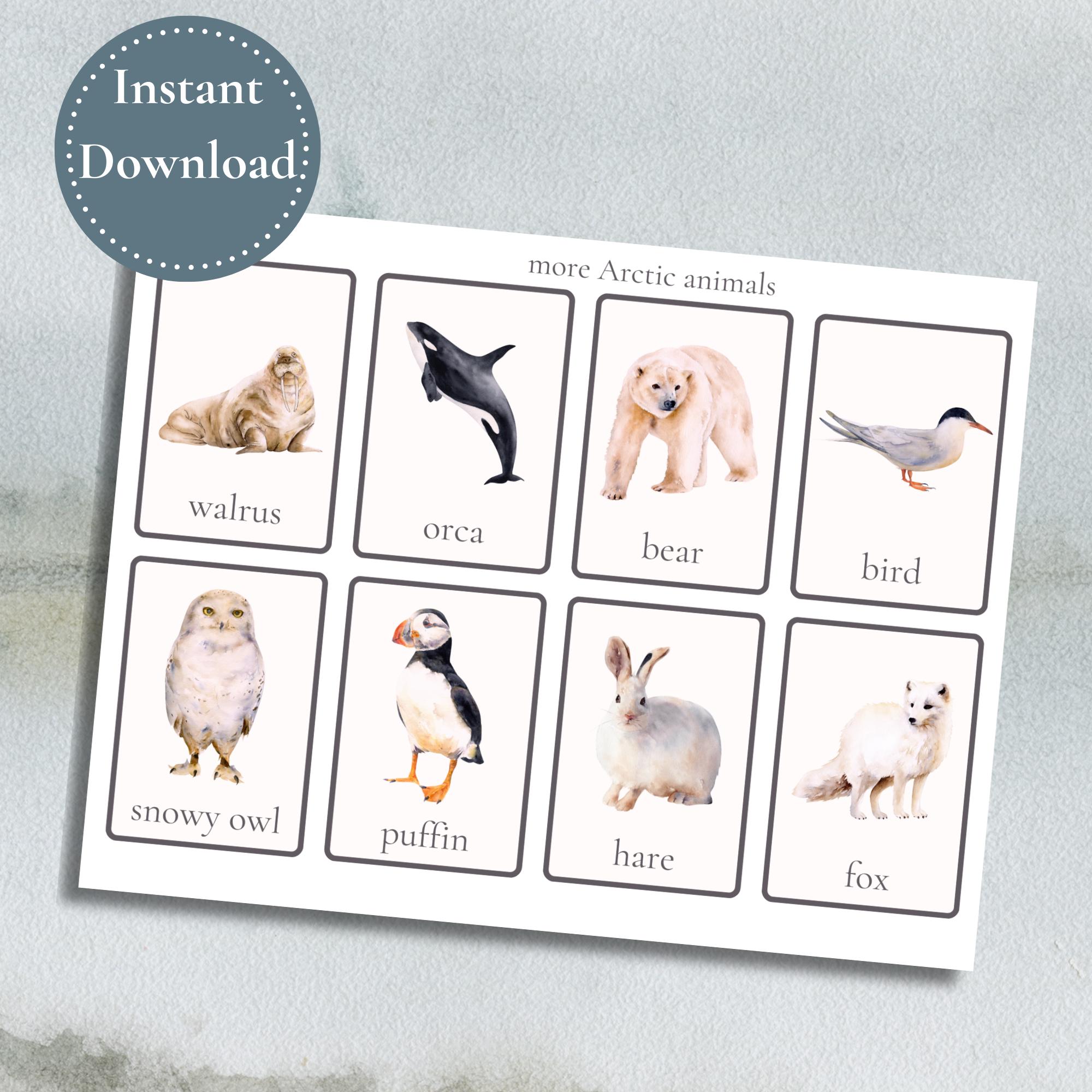 Arctic Fox Mini Unit Study | Arctic Animals Homeschool | Winter ...