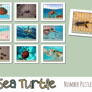 Skip Counting Puzzles Printable, Sea Turtle Number Puzzles, Morning ...
