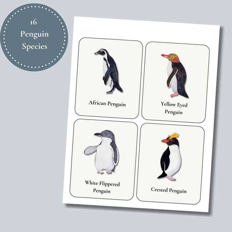 Penguin Poster and Flashcards Printable | Penguin Species Cards ...
