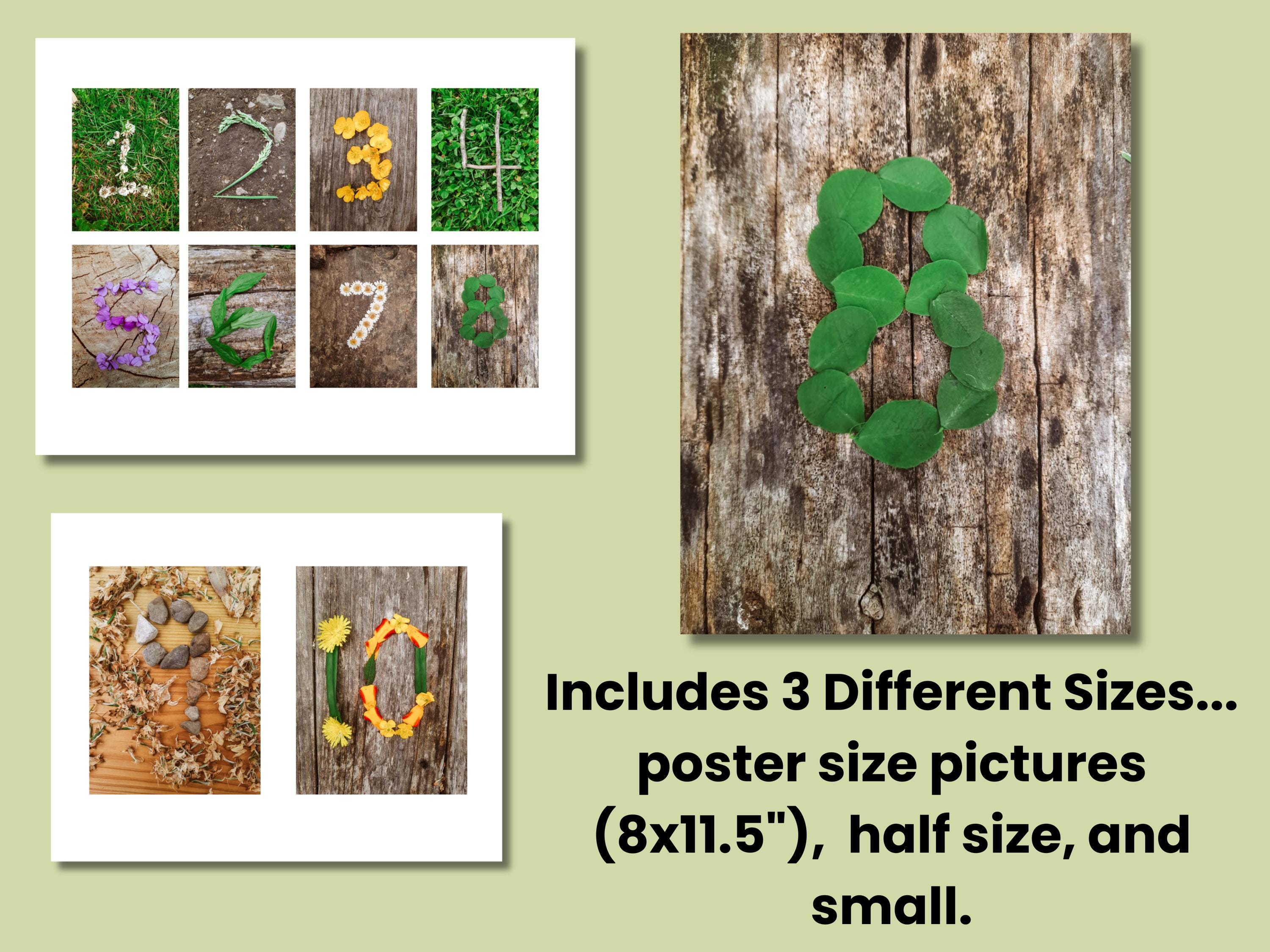 Nature Numbers, Ten Frame Counting Worksheets, Reggio Inspired ...