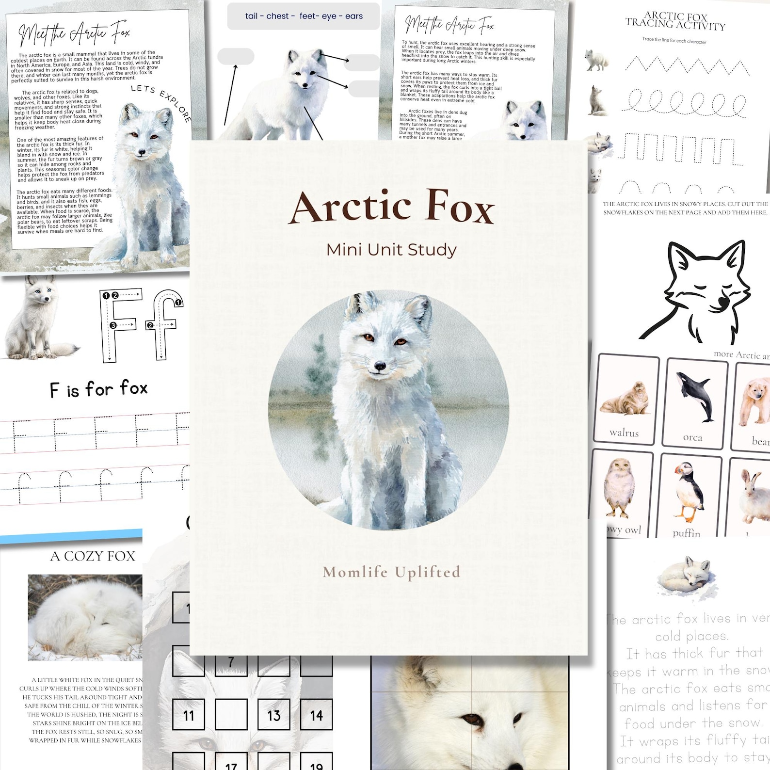 Arctic Fox Mini Unit Study | Arctic Animals Homeschool | Winter ...